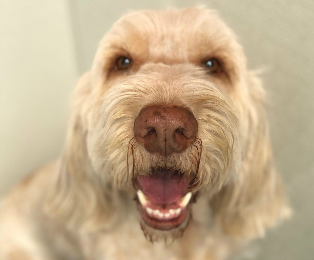 ~ Dog Of The Week ~ Kylo - Dogs Will Play
