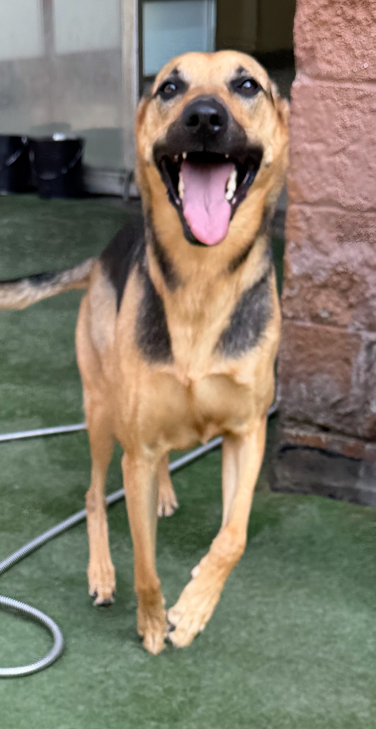 - Nora - The happiest girl - Dogs Will Play