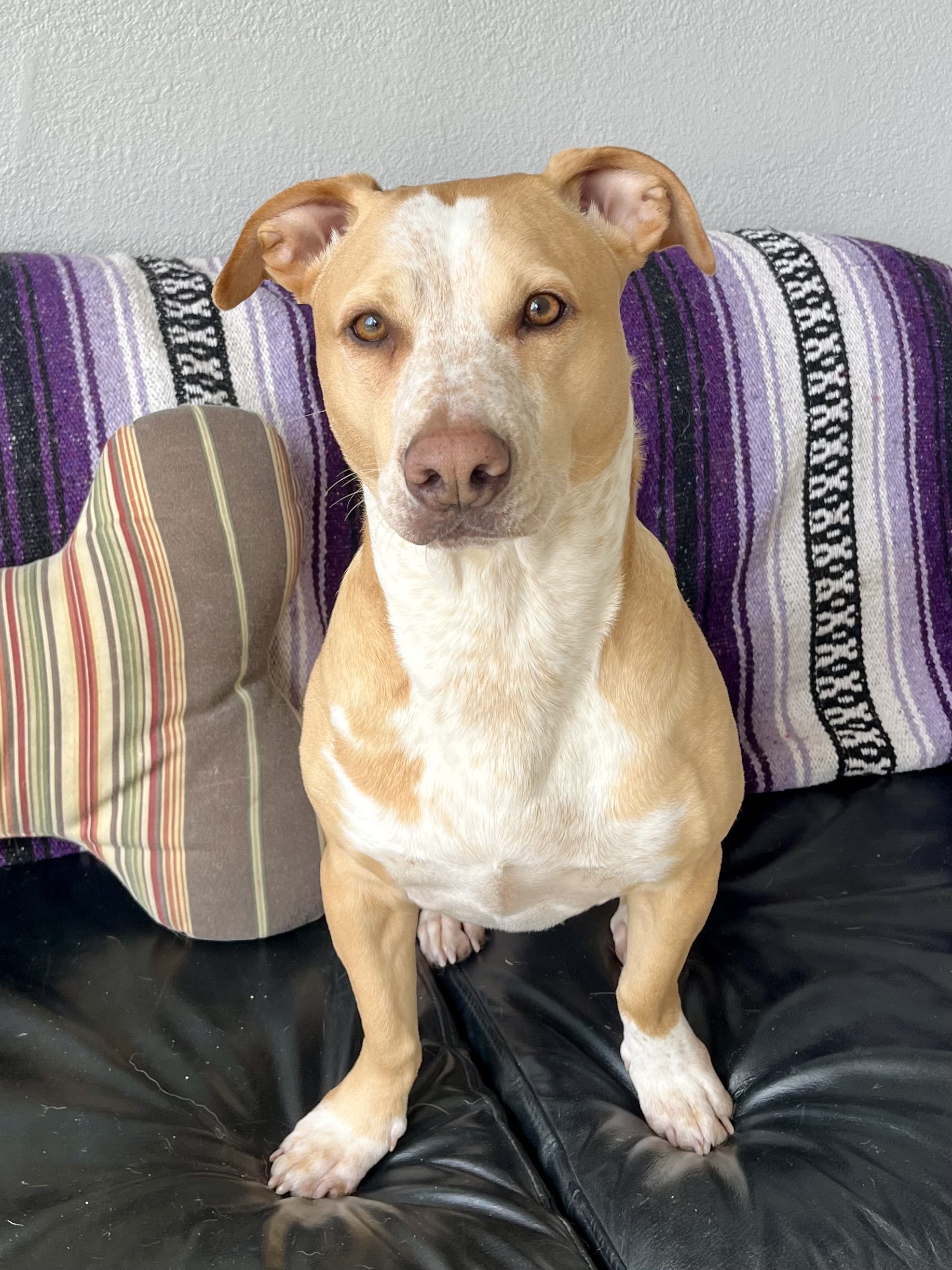 ~Dog Of The Week~ Schmidt - Dogs Will Play
